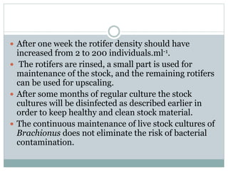 Culture Of Rotifers | PPTX