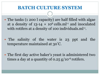 Culture Of Rotifers | PPTX