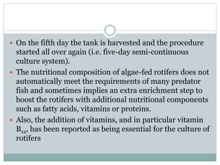 Culture Of Rotifers | PPTX