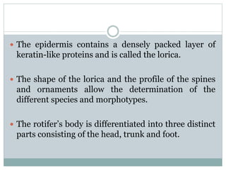 Culture Of Rotifers | PPTX