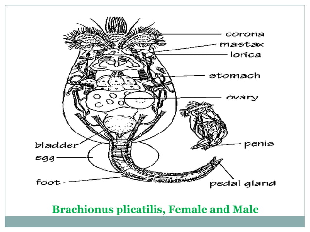 Rotifers profile and culture guide – PZGI