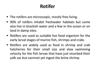 Rotifers phylum | PDF
