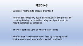 General Introduction of Rotifers | PPTX