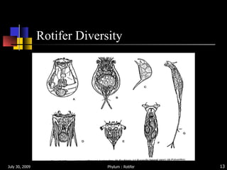 Rotifers By Jiva Amoutha | PPT