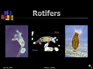 Rotifers By Jiva Amoutha | PPT