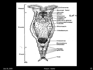 Labeled Rotifer Diagram