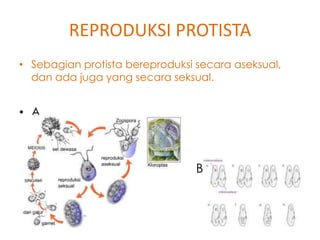 Rangkuman Kecil-Protista | PPT