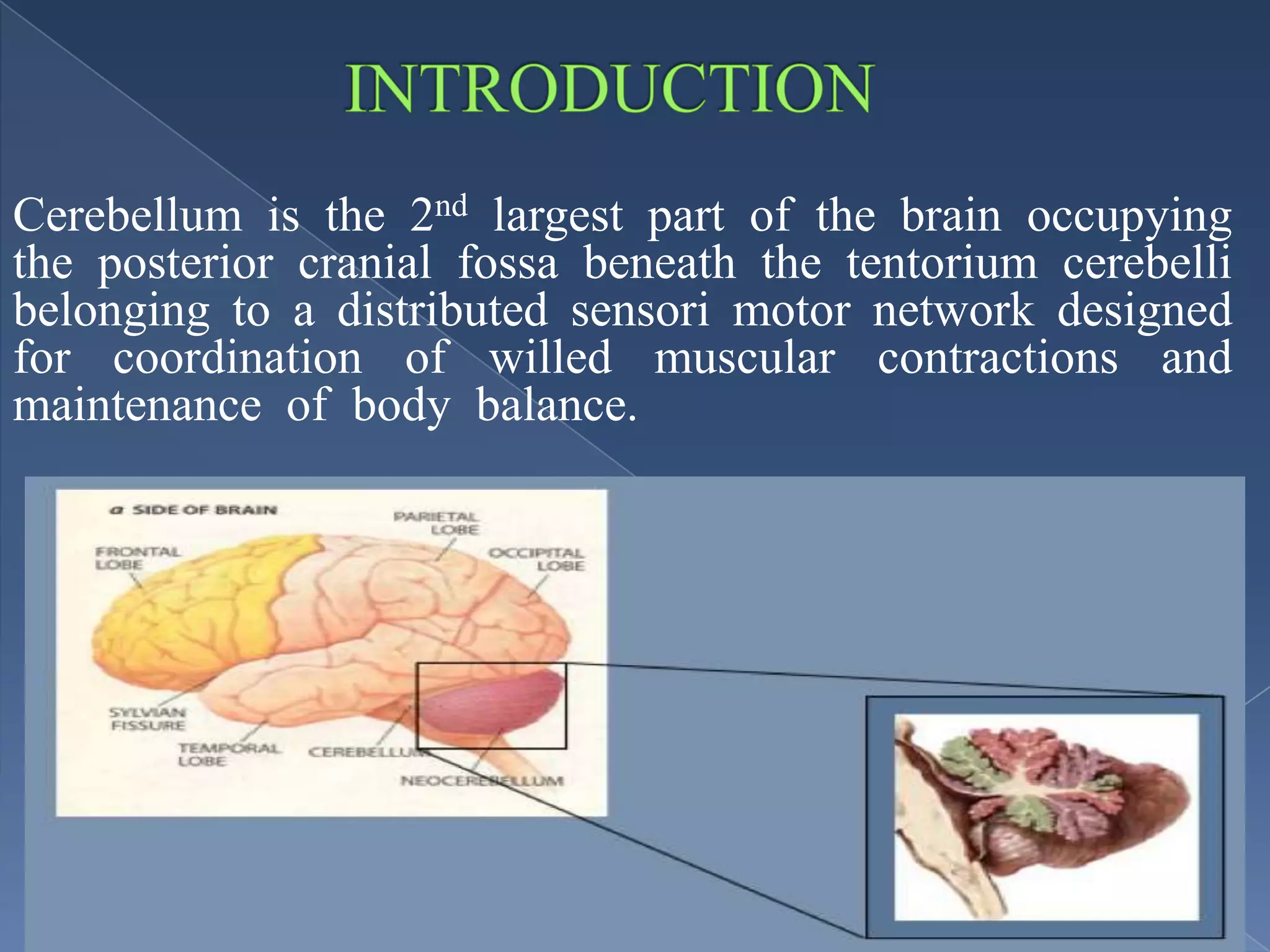 CEREBELLUM & GAIT by Dr ROTO ROBO | PPTX | Brain and Nervous System ...