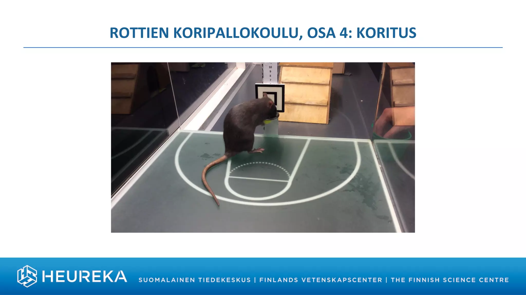 Rottakoripallo, Aija Koskela, Heureka | PDF