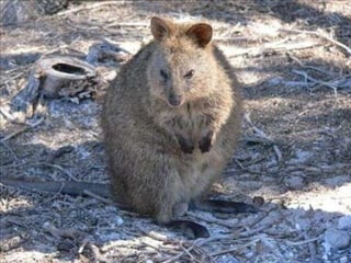 Rottnest island | PPSX