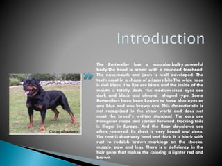 Rottweiler | PPTX | Dogs | Pets