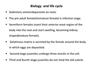 Rotylenchus | PPTX