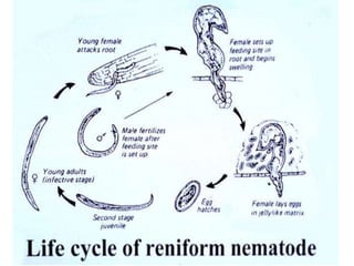Rotylenchus | PPTX