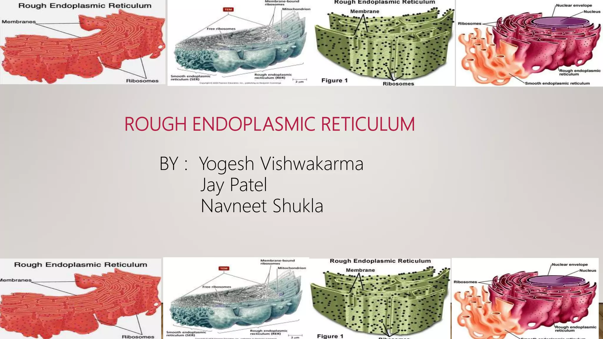 Rough endoplasmic reticulam (rer) ( introduction structure & function) | PPTX