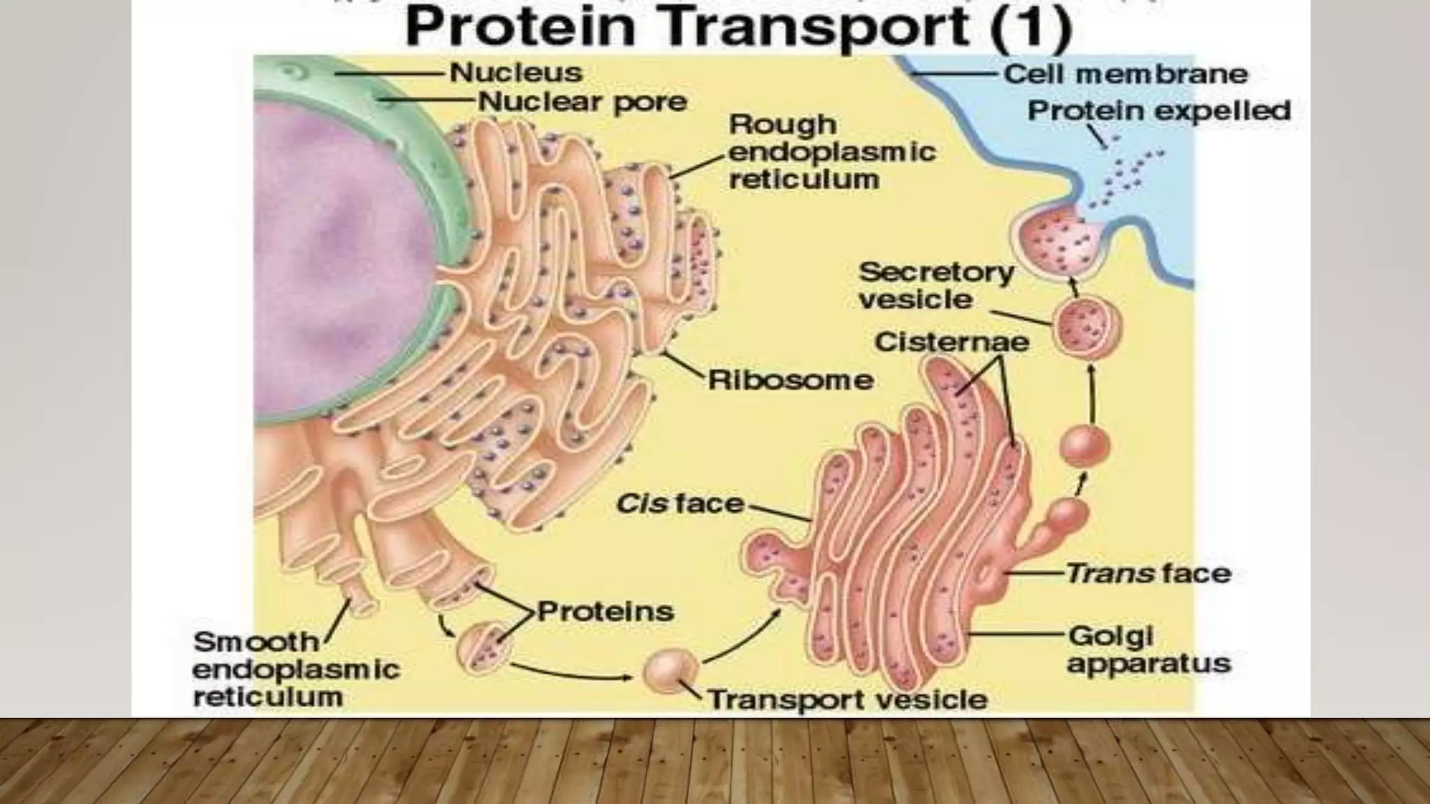 Rough endoplasmic reticulam (rer) ( introduction structure & function) | PPTX