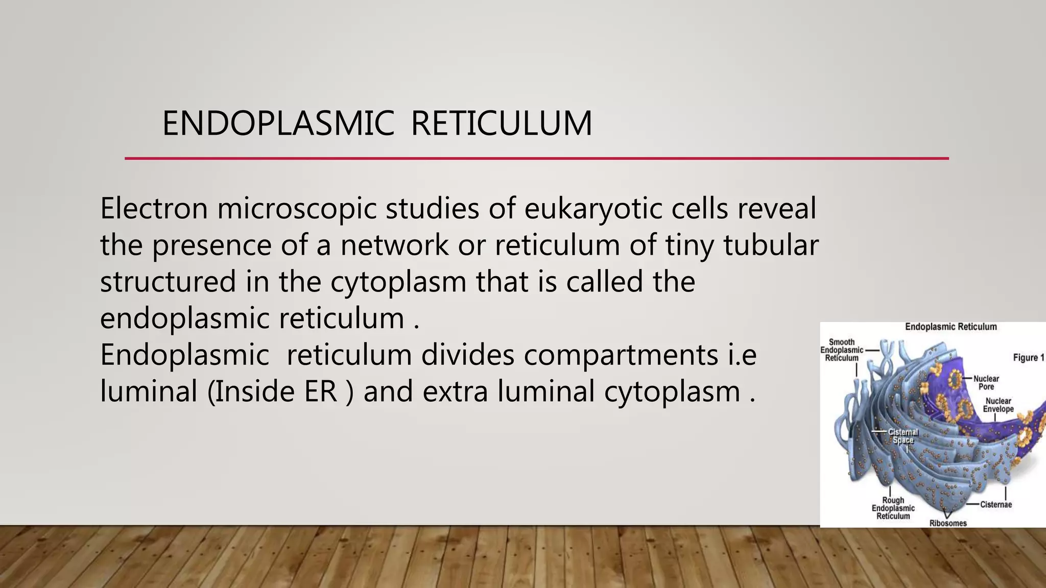 Rough endoplasmic reticulam (rer) ( introduction structure & function) | PPTX