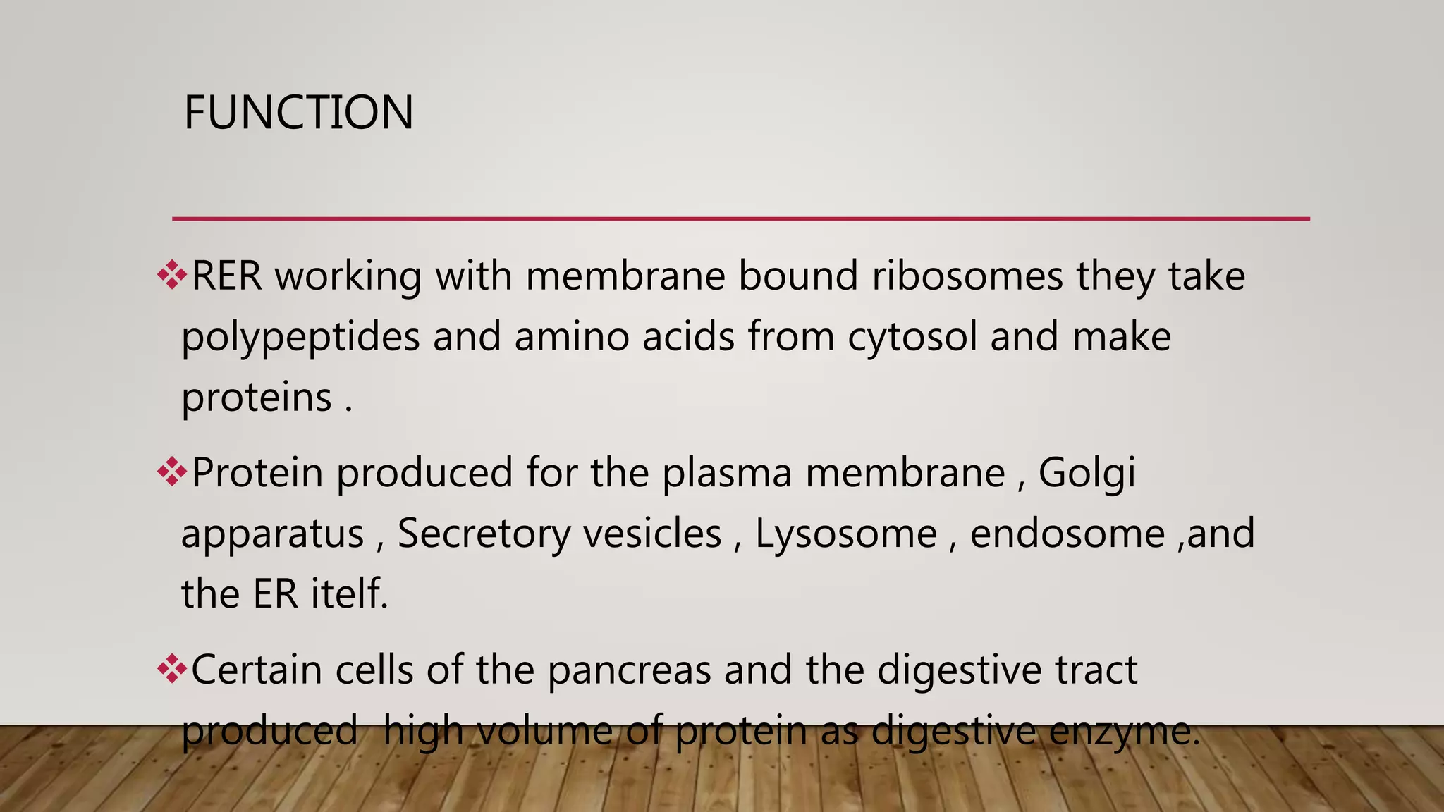 Rough endoplasmic reticulam (rer) ( introduction structure & function ...
