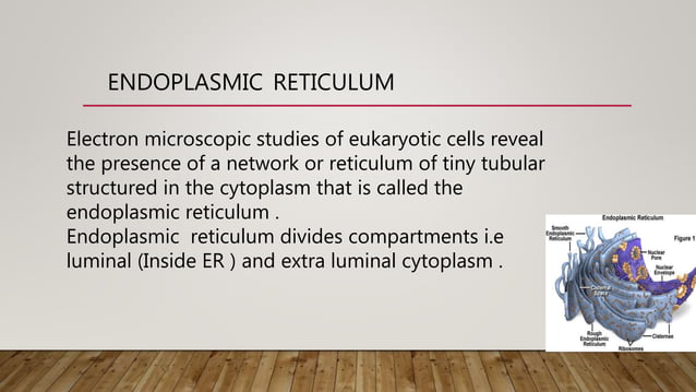 Rough endoplasmic reticulam (rer) ( introduction structure & function) | PPTX