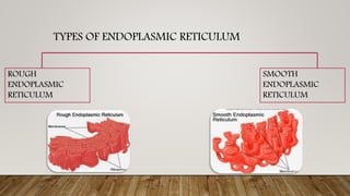 Rough endoplasmic reticulam (rer) ( introduction structure & function ...