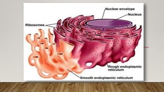 Rough endoplasmic reticulam (rer) ( introduction structure & function) | PPTX