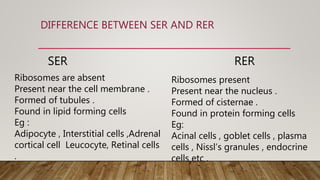 Rough endoplasmic reticulam (rer) ( introduction structure & function ...