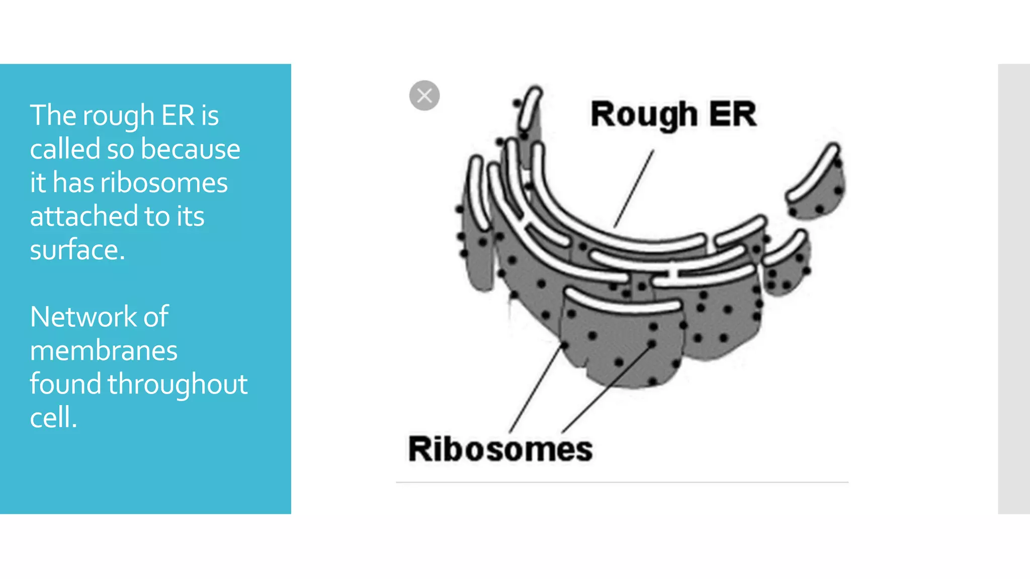 2018 Candidate - Rough Endoplasmic Reticulum | PPT