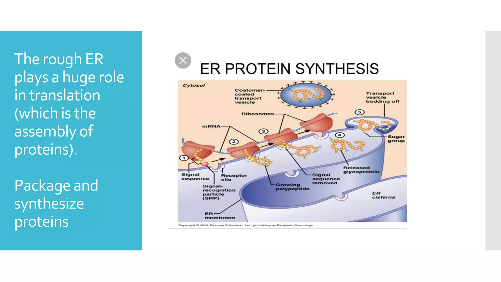 2018 Candidate - Rough Endoplasmic Reticulum | PPT