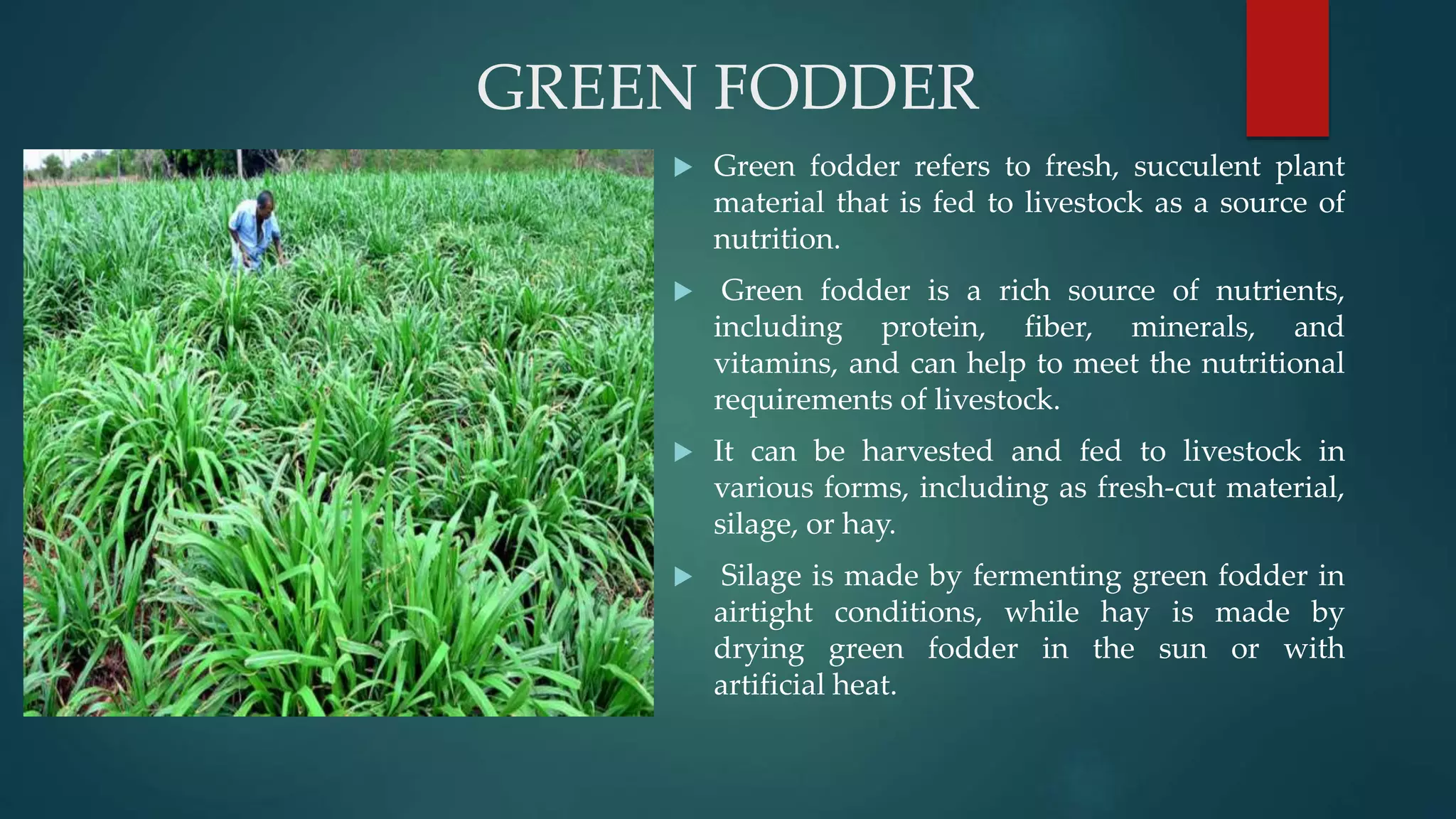 Round-the-year-fodder-production.pptx