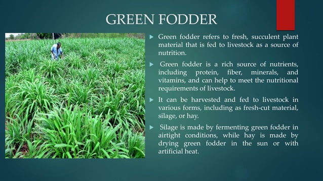 Round-the-year-fodder-production.pptx | Agriculture | Industries