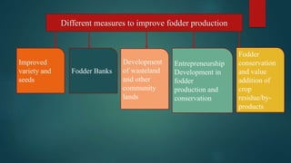 Round-the-year-fodder-production.pptx