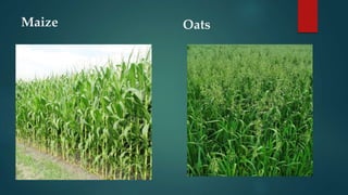 Round-the-year-fodder-production.pptx