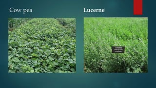 Round-the-year-fodder-production.pptx