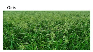 Round the-year-fodder-production (6) | PPTX