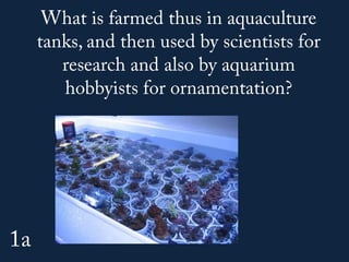 Brain of BITS 2013 - Round 5 (Anagrams Round) | PPTX