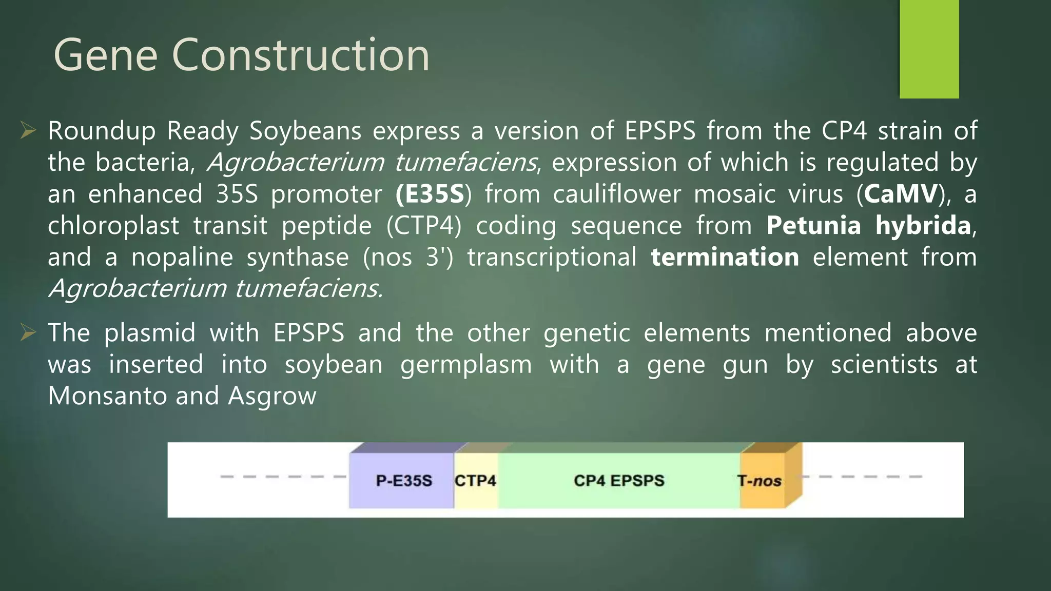 Roundup Ready Soybean Controversies | PPTX