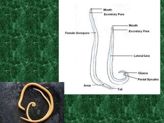Roundworm.MicroBiology.ppt