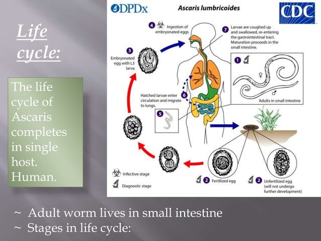 Roundworm.MicroBiology.ppt