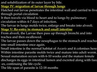 Roundworm.MicroBiology.ppt