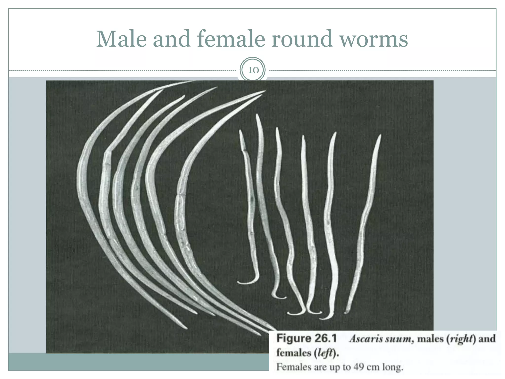 Round Worm.ppt