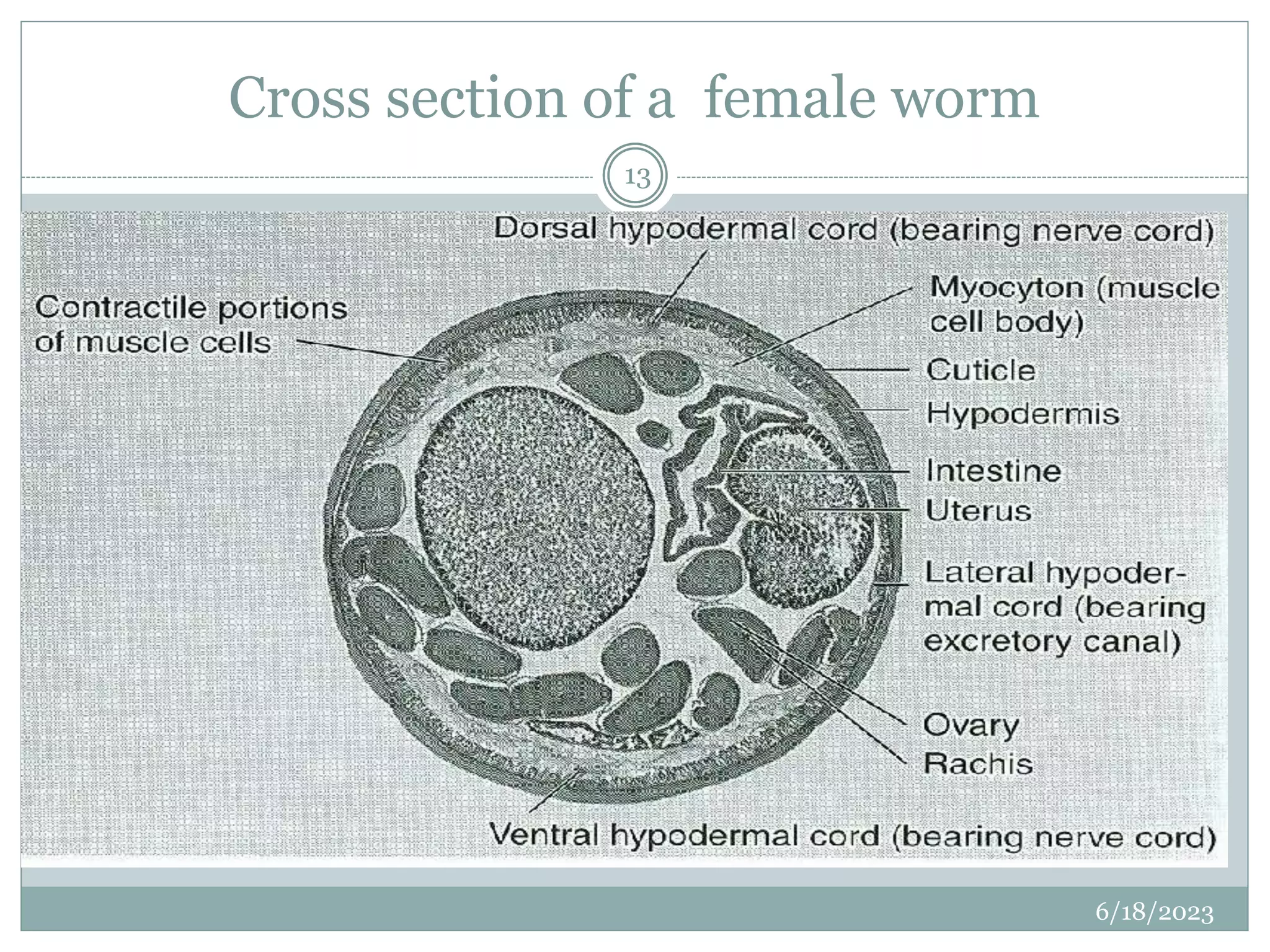 Round Worm.ppt