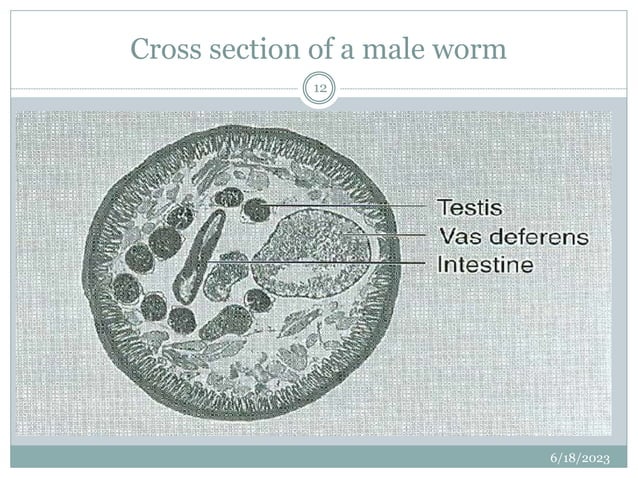 Round Worm.ppt