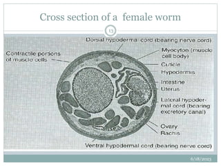 Round Worm.ppt