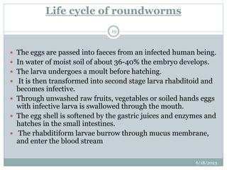 Round Worm.ppt