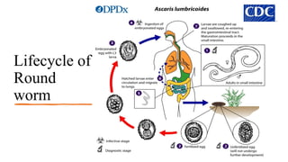 ROUNDWORM(AscarisLumbricoid)alina karki copy.pptx