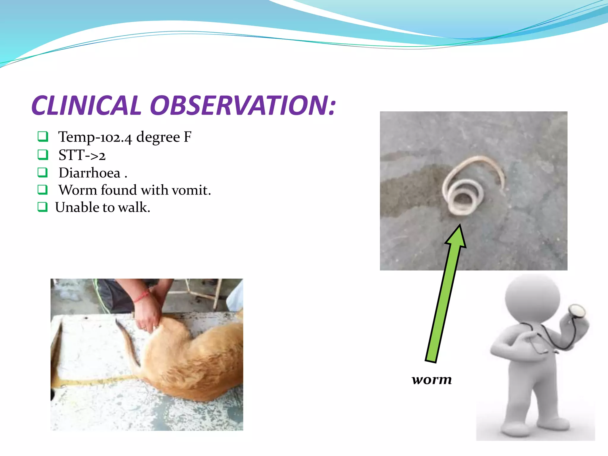 Round Worm infestation of Dog | PPT