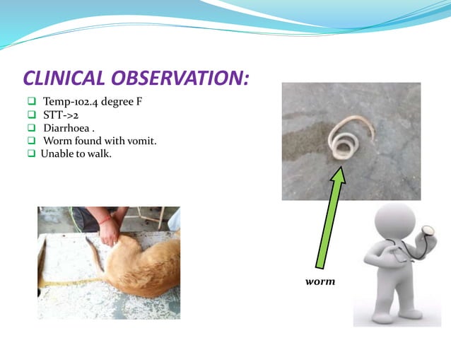 Round Worm infestation of Dog | PPT