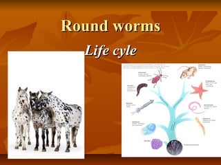 Roundworm Life Cycle In Horses