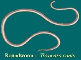 Roundworms Examples