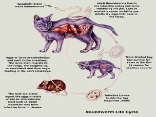 Roundworm Life Cycle In Cats
