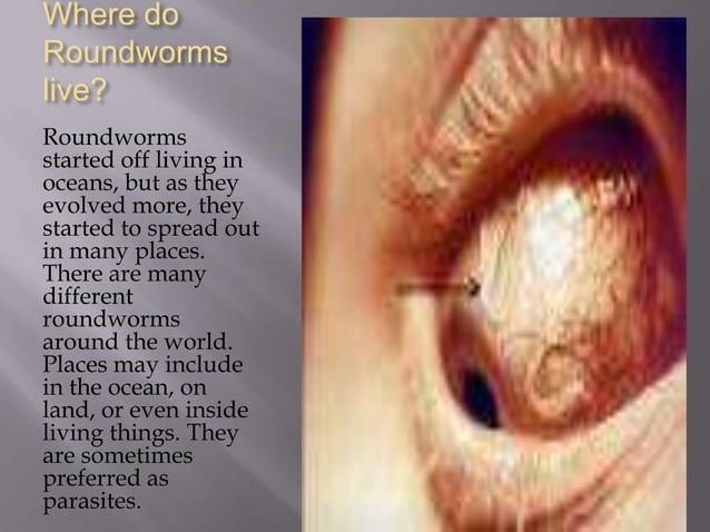 Roundworms (ascaris) | PPTX | Veterinary Medicine | Pets
